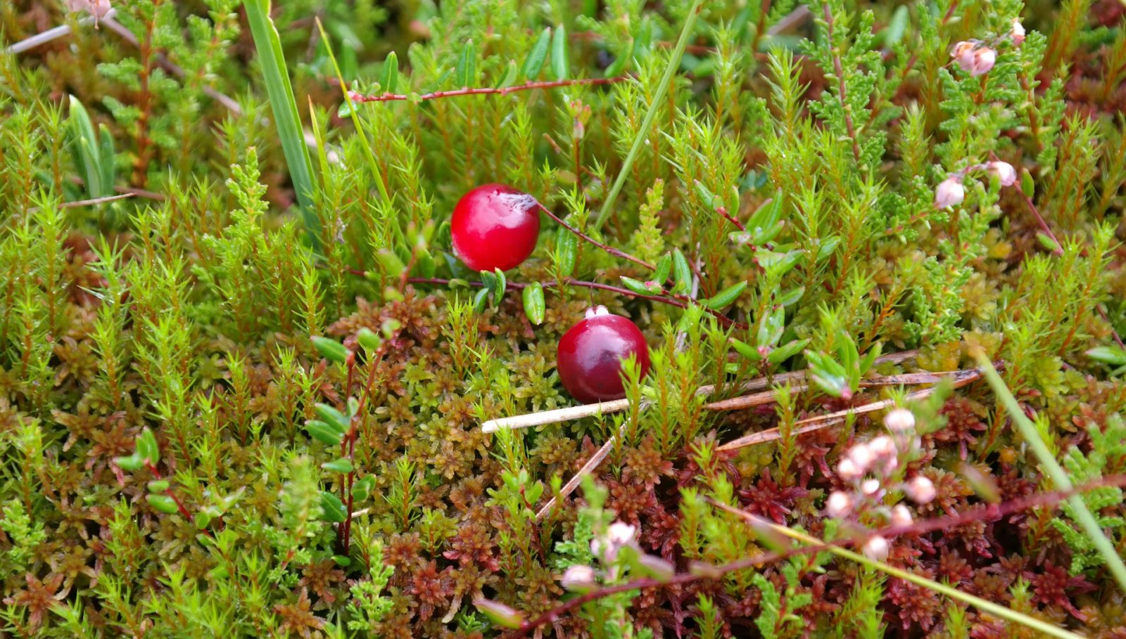 Gewöhnliche Moosbeere - Nationalpark Hunsrück-Hochwald - Natürlich, mit ...