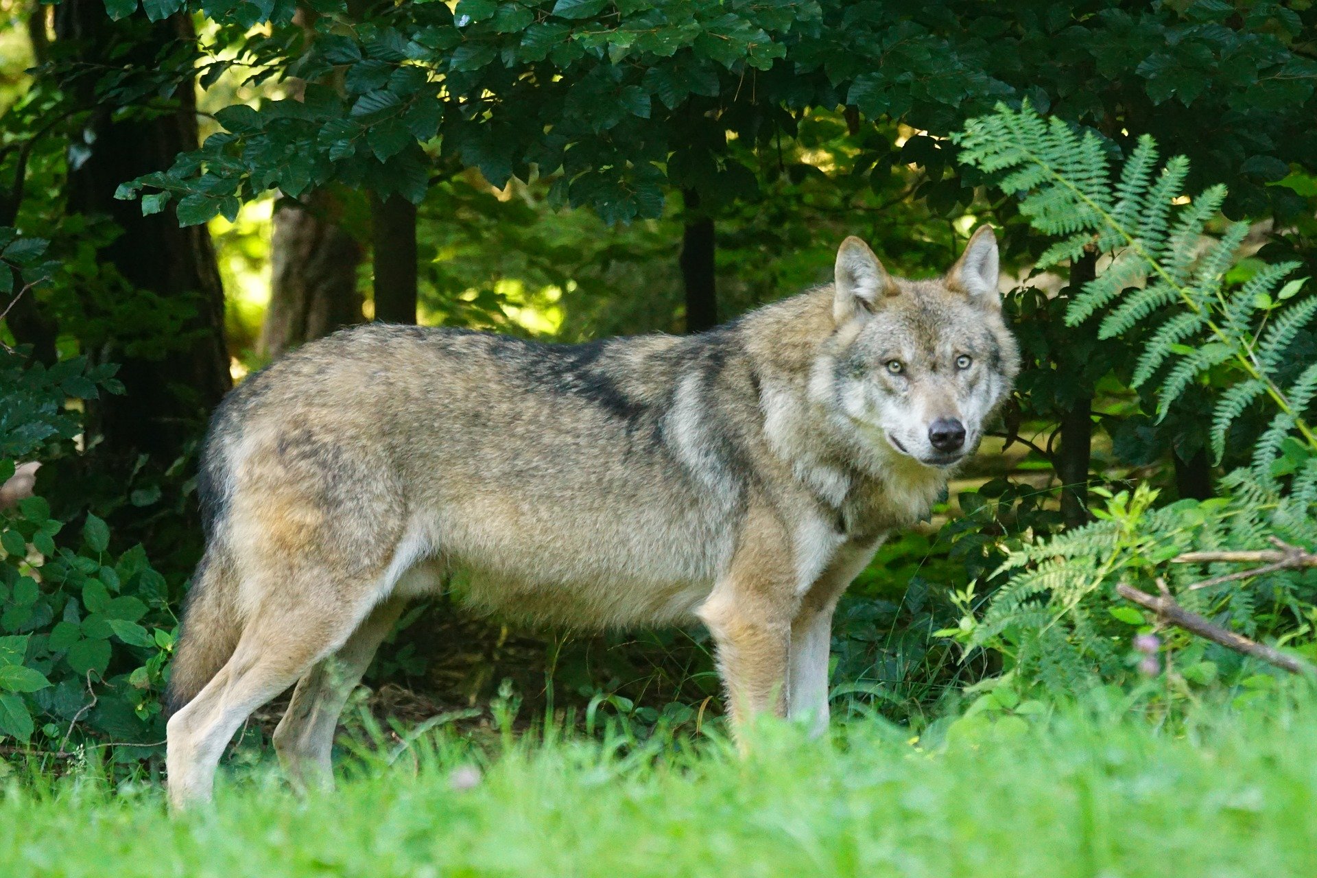 Wolf in Deutschland - Nationalpark Hunsrück-Hochwald - Natürlich, mit ...