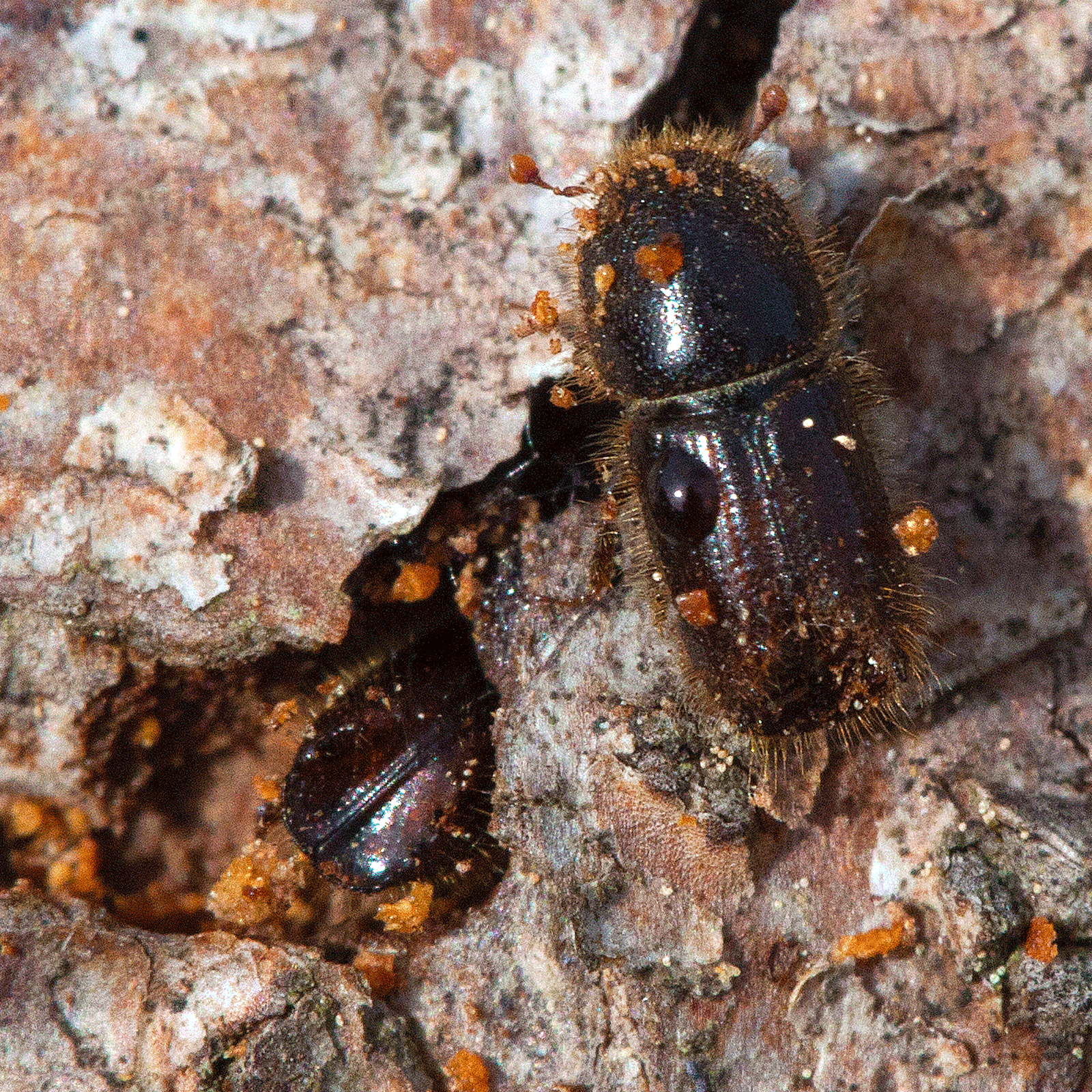 Borkenkäfer - Nationalpark Hunsrück-Hochwald - Natürlich, mit Geschichte!